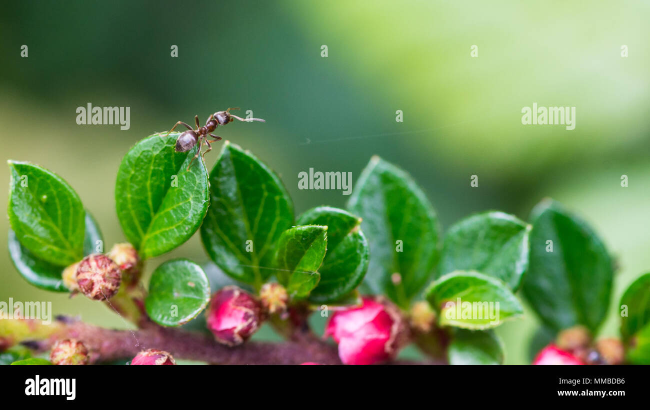 Exploring ant hi-res stock photography and images - Alamy
