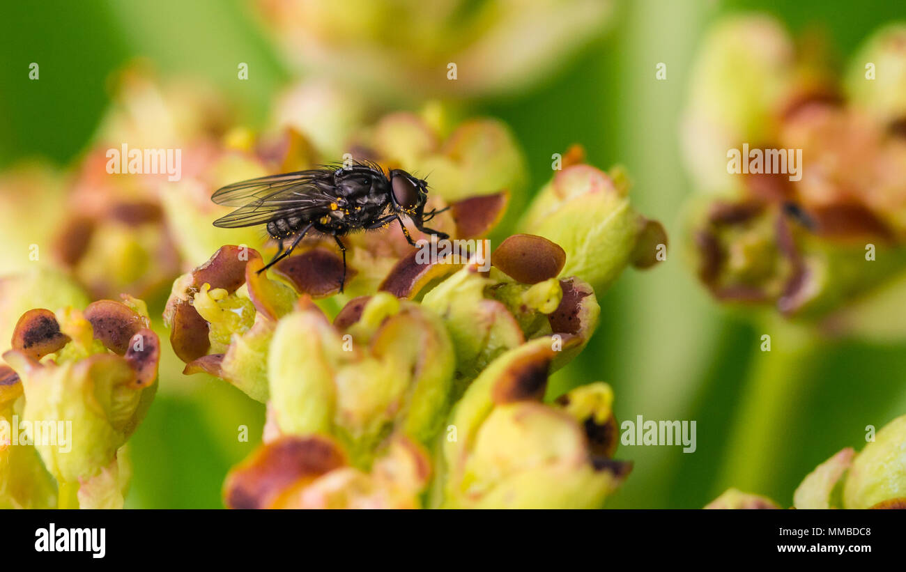 A macro shot of a fly collecting pollen from a honey spurge bush Stock ...
