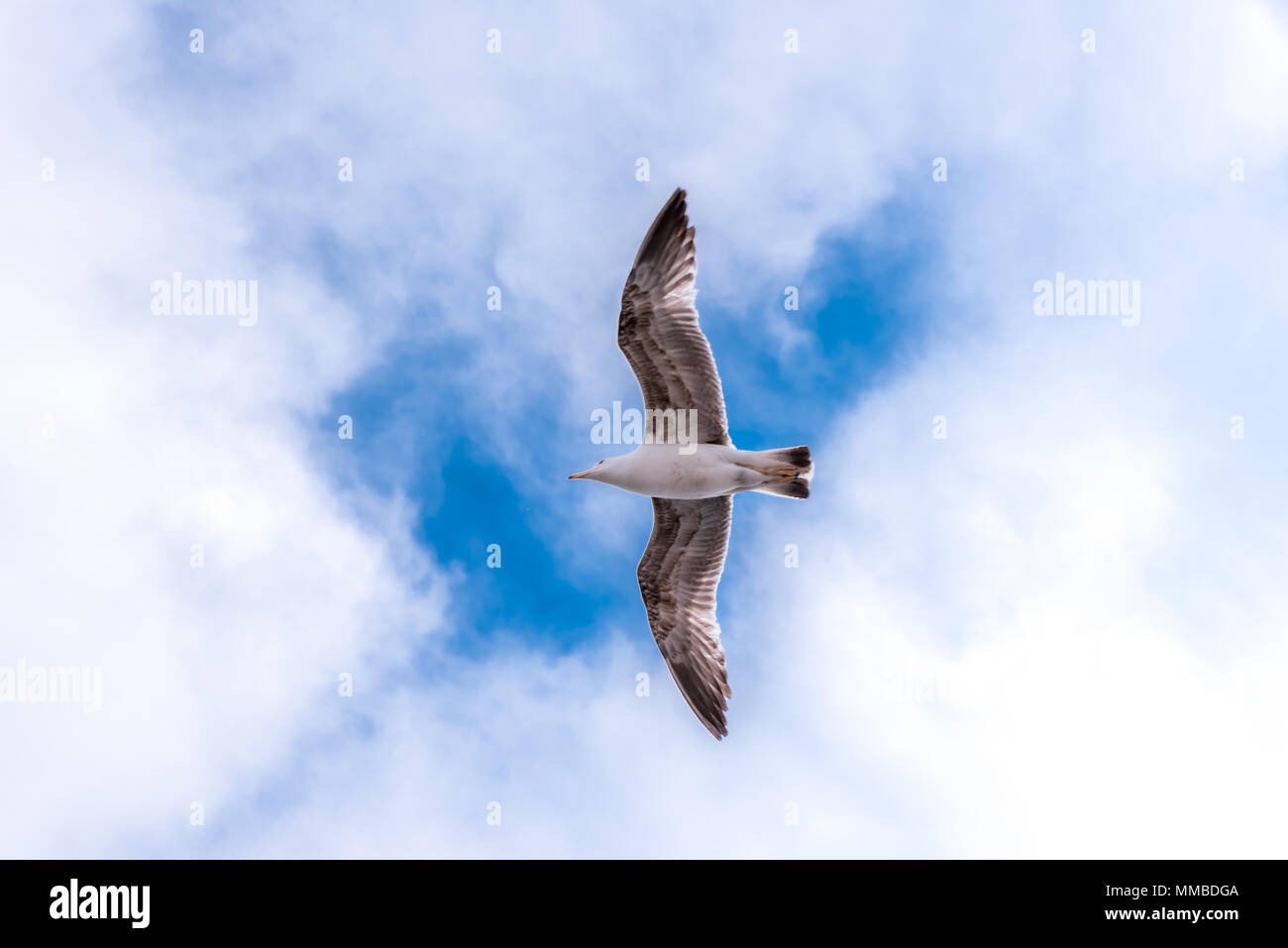 Single big seagull hovering high in clean blue sky with white clouds ...