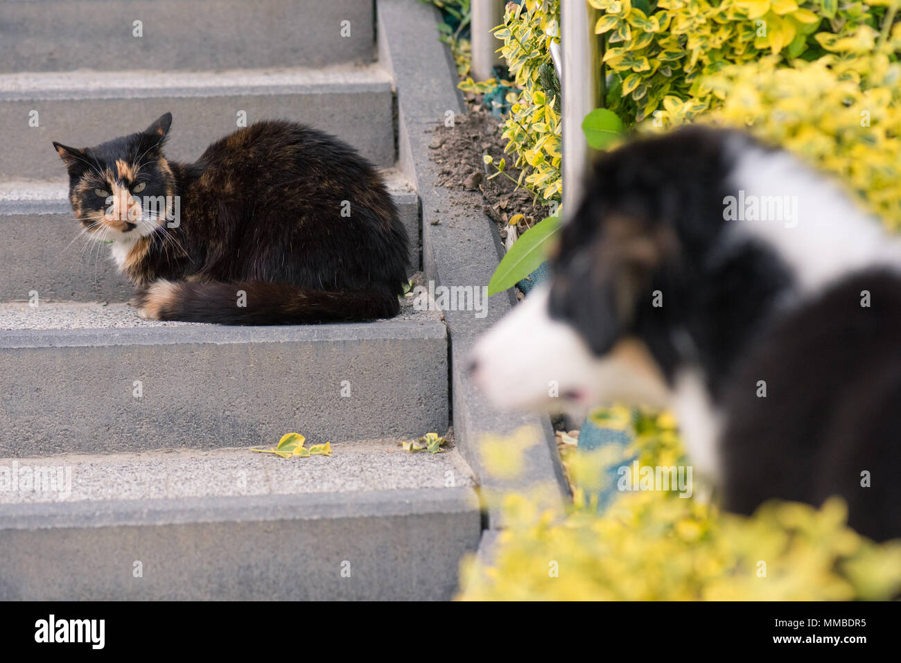 Cat Hissing At Dog High Resolution Stock Photography and Images - Alamy