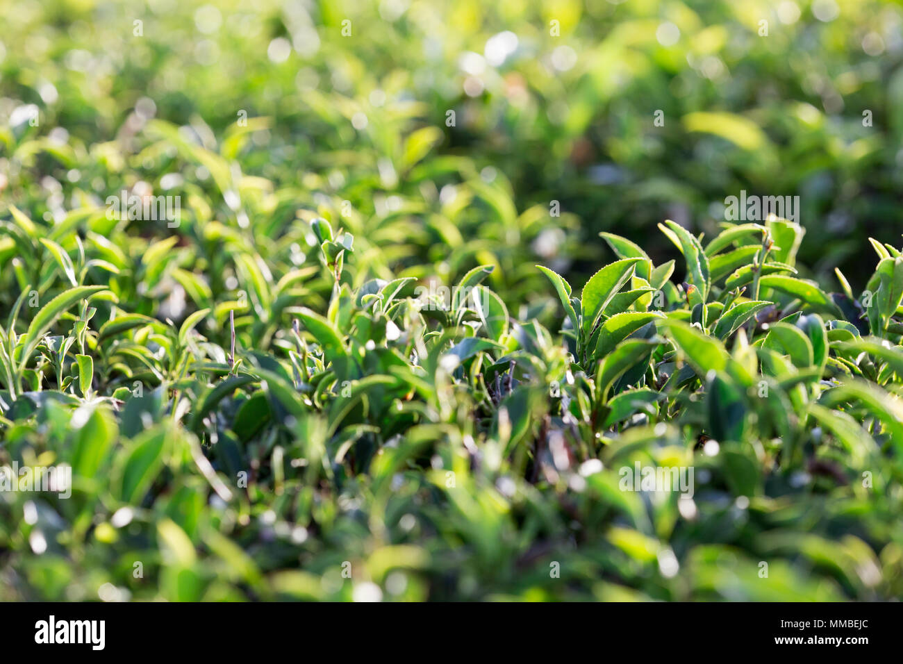 Green tea leaves on tea plantations.Selective soft focus. fresh tea ...