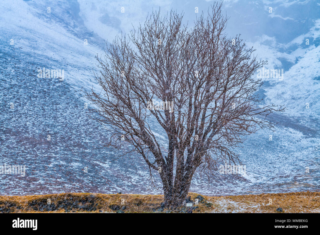 Iceland tree hi-res stock photography and images - Alamy