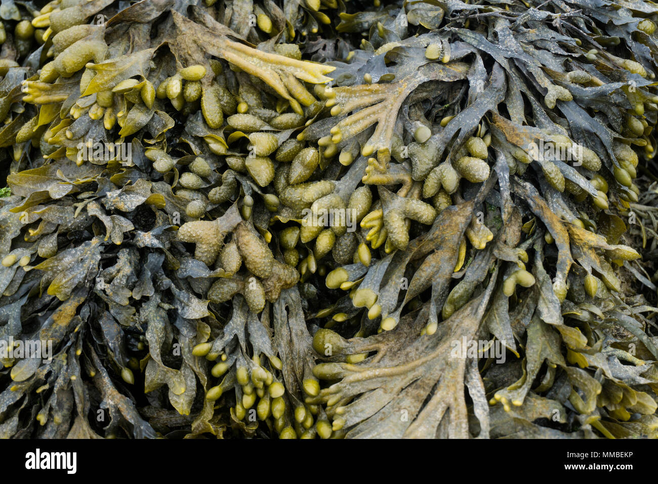 Seaweed plant background Stock Photo - Alamy