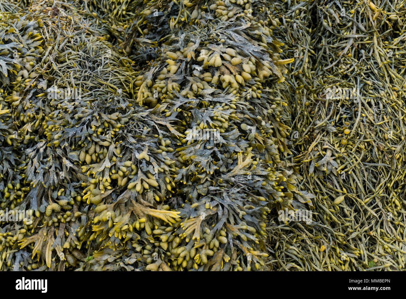 Seaweed plant background Stock Photo - Alamy