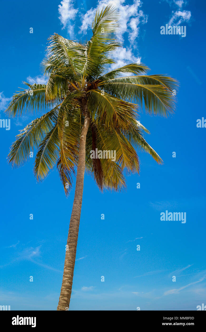Palm in the caribbean Stock Photo - Alamy
