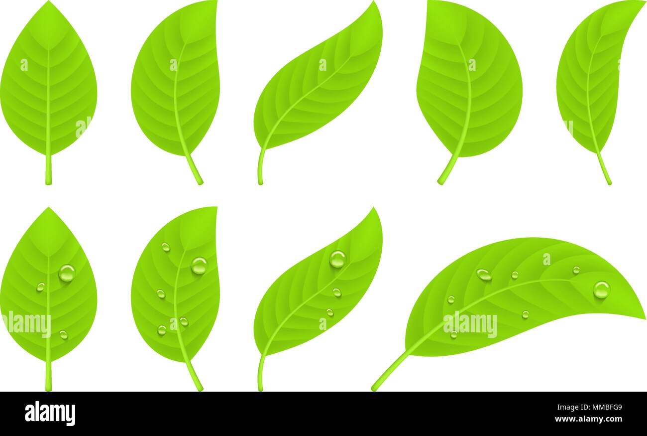 Realistic leaves Stock Vector Images - Alamy