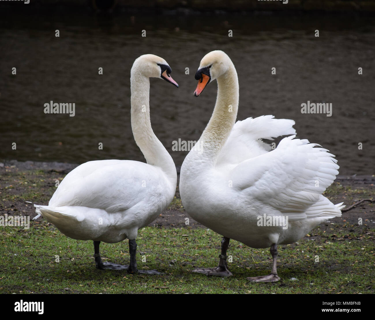 Mating partners hi-res stock photography and images - Alamy