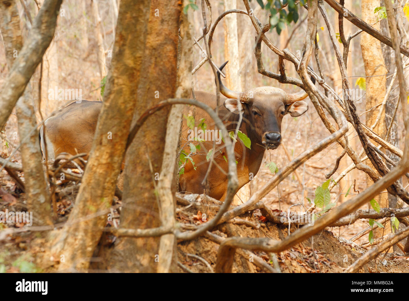 Burma banteng (Bos javanicus - birmanicus) a wild cattle of Southeast ...