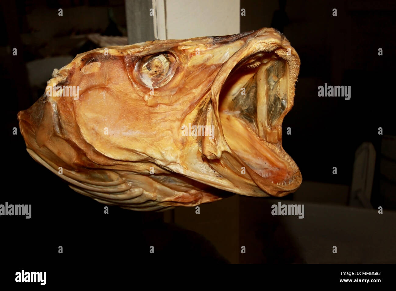 Dried cod stock fish head close up, Lofoten, Norway, Europe Stock Photo ...