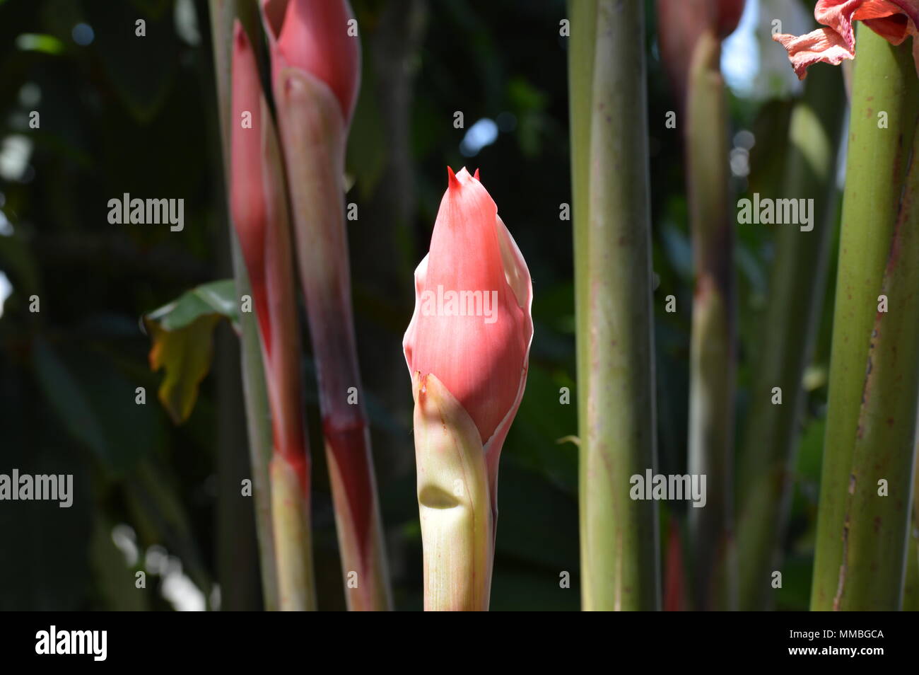 Red torch ginger in the garden Stock Photo - Alamy