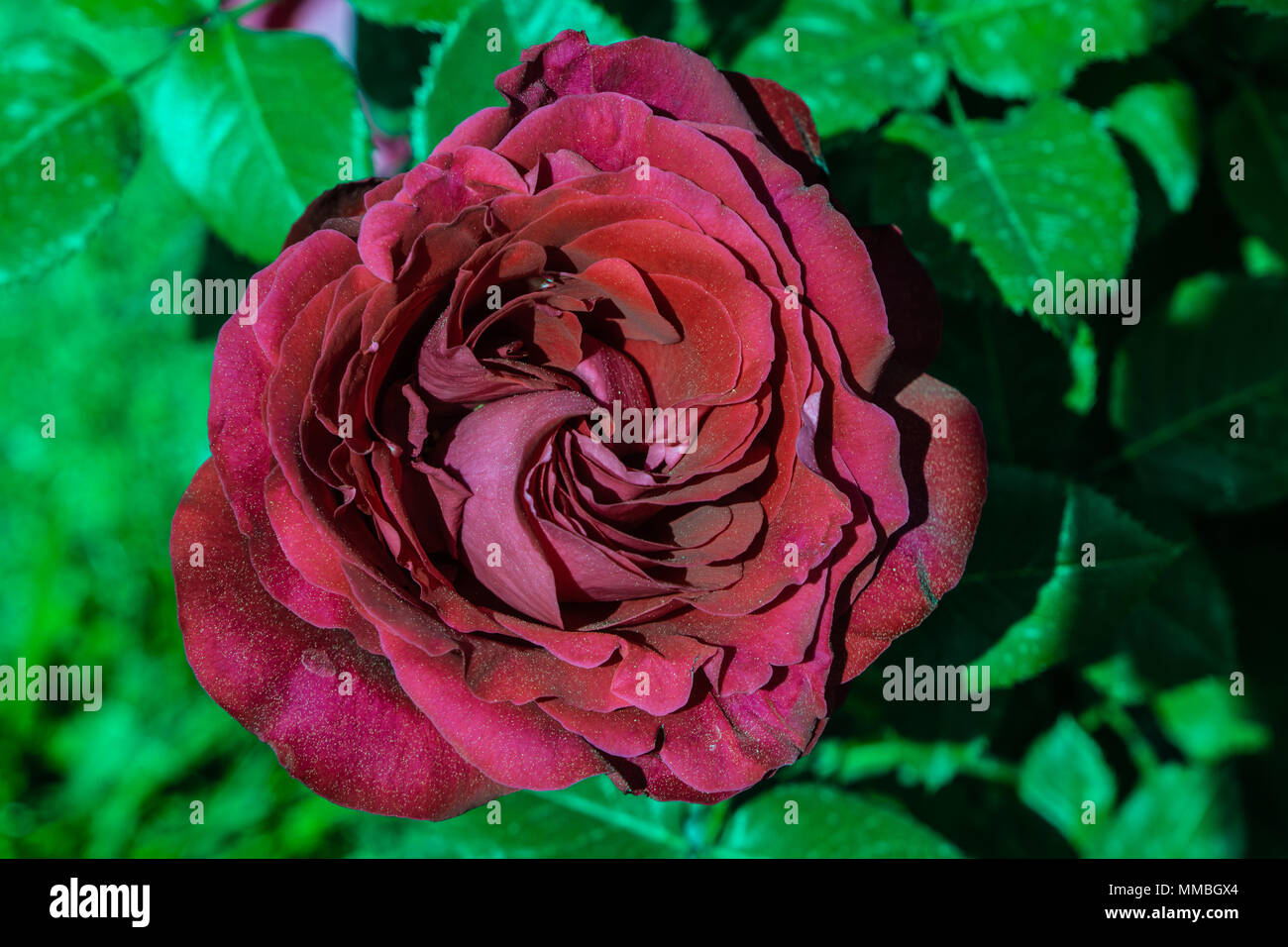 Draw drawing rome italy hi-res stock photography and images - Alamy