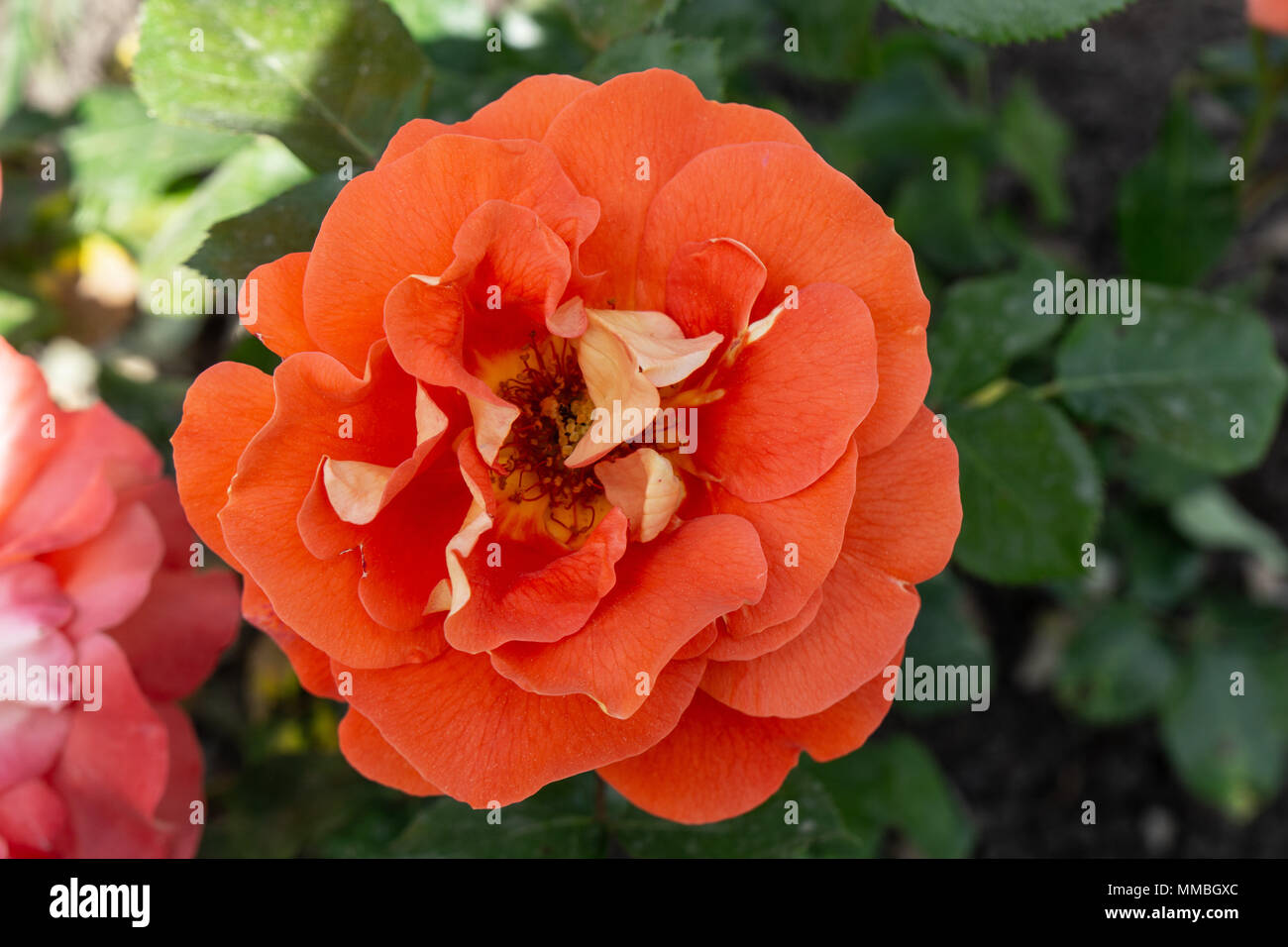 Wonderful rose to the rose garden Rome Italy Stock Photo - Alamy