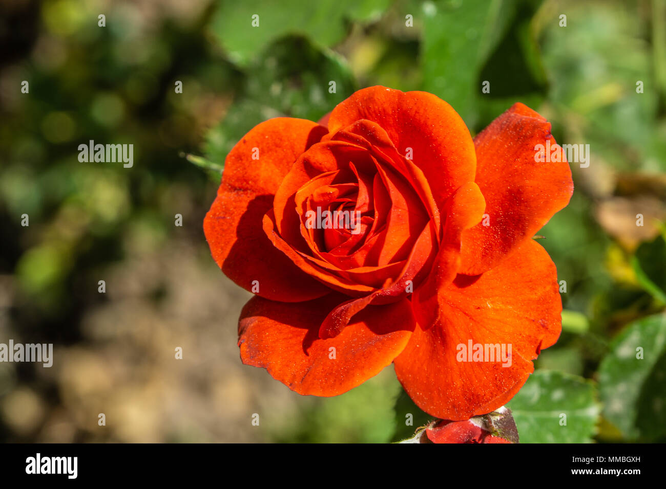 Wonderful rose to the rose garden Rome Italy Stock Photo - Alamy
