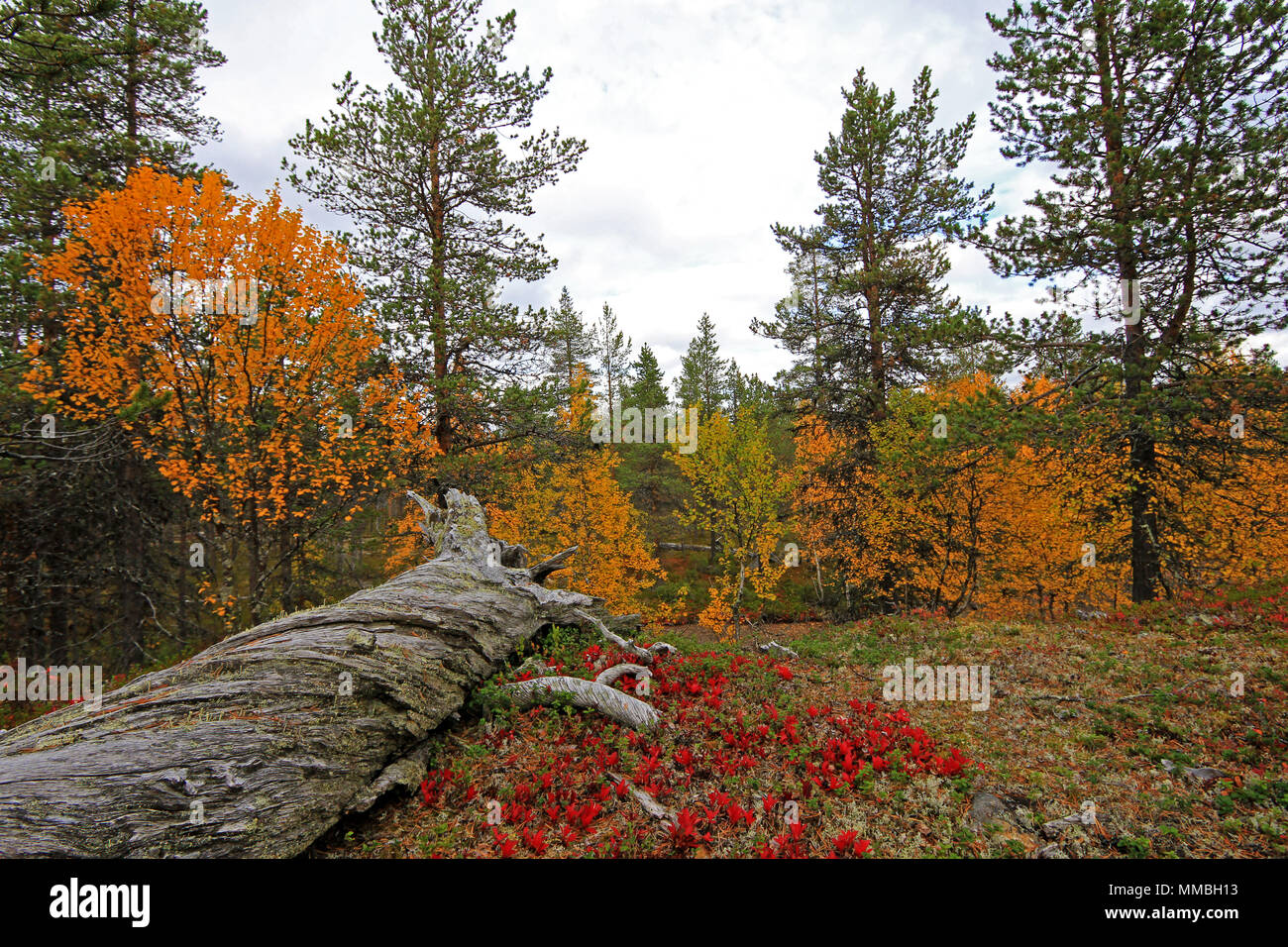 Colorful Indian Summer trees and forest in Finland Stock Photo - Alamy