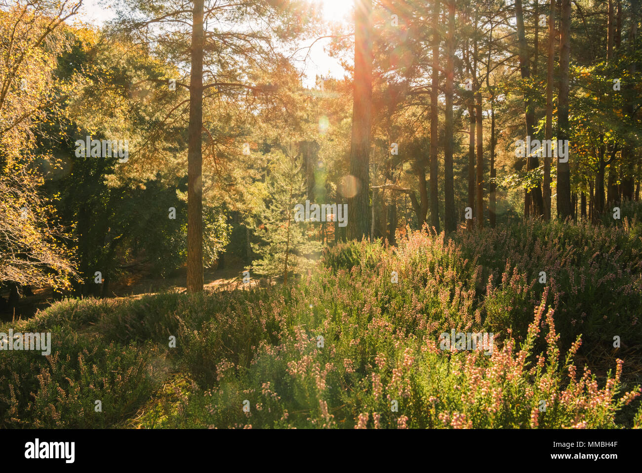 Brownsea island autumn hi-res stock photography and images - Alamy