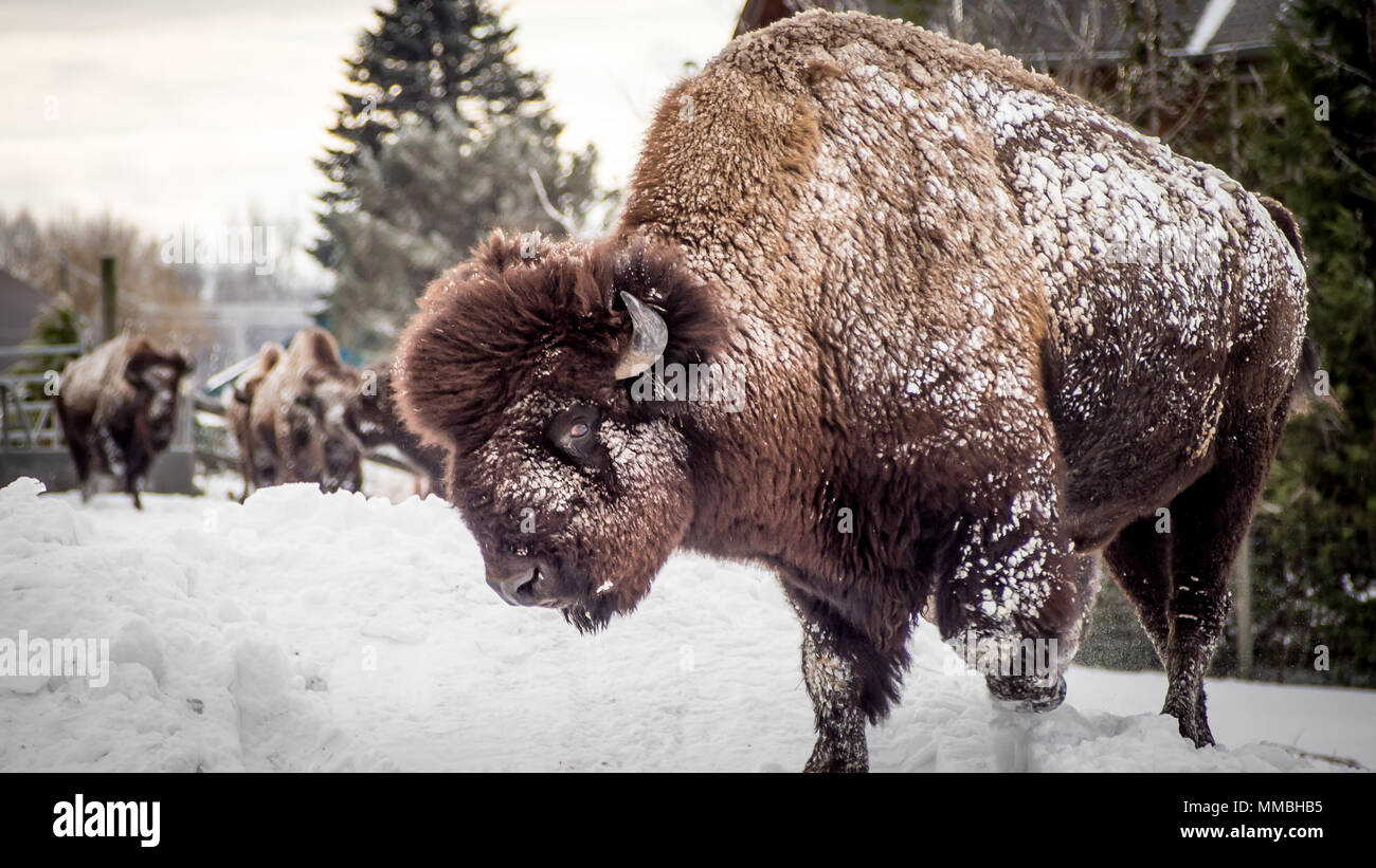 Shrouded snow capped mountain Stock Photo - Alamy Shrouded snow capped mountain Stock Photo - Alamy