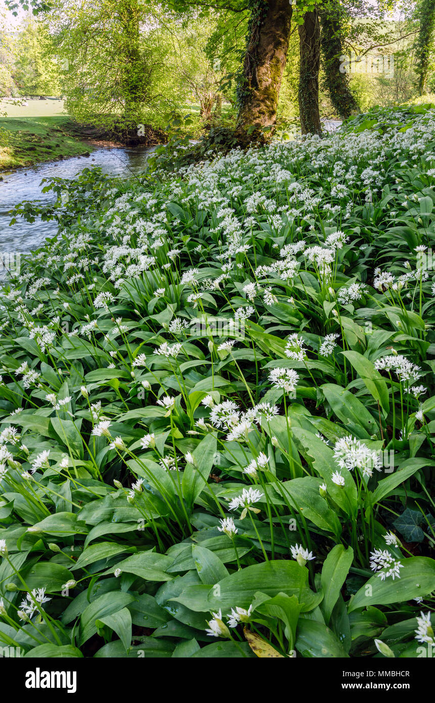 River manifold peak district spring hi-res stock photography and images ...