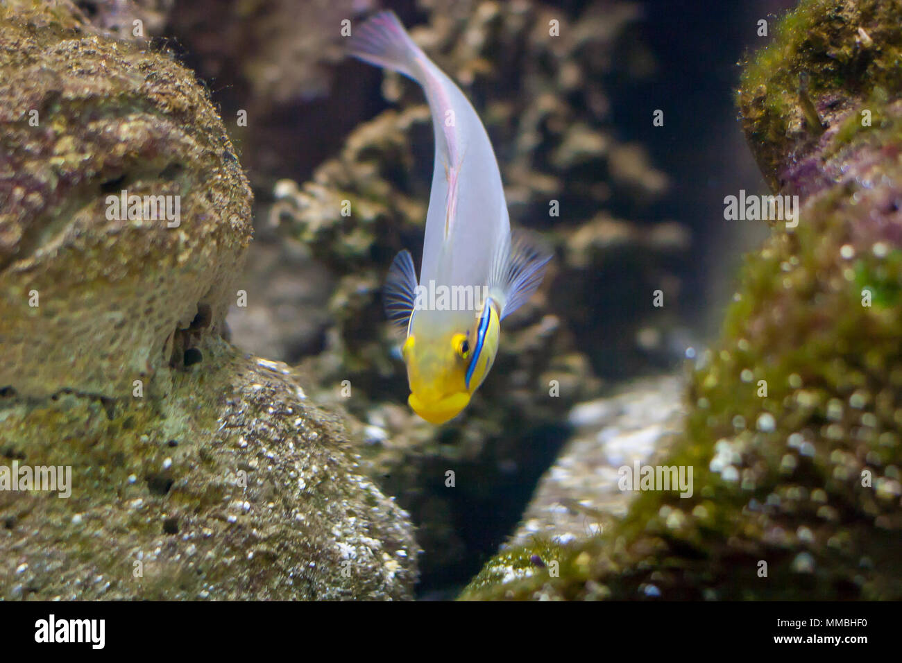 Swimming through coral hi-res stock photography and images - Alamy