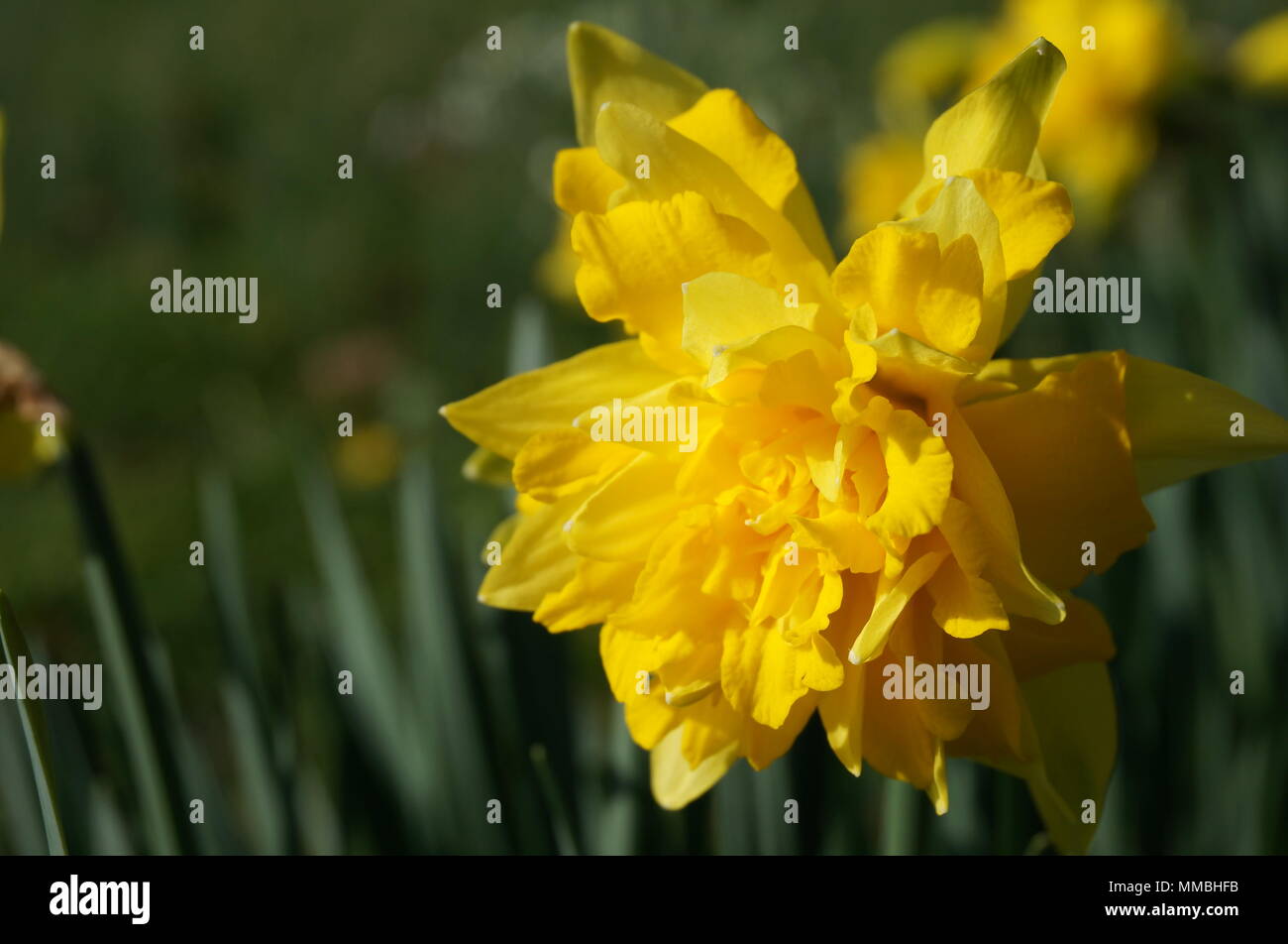Plant daffodil bulb hi-res stock photography and images - Alamy