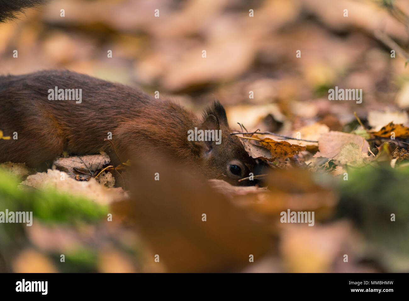Red Squirrel portrait Stock Photo - Alamy