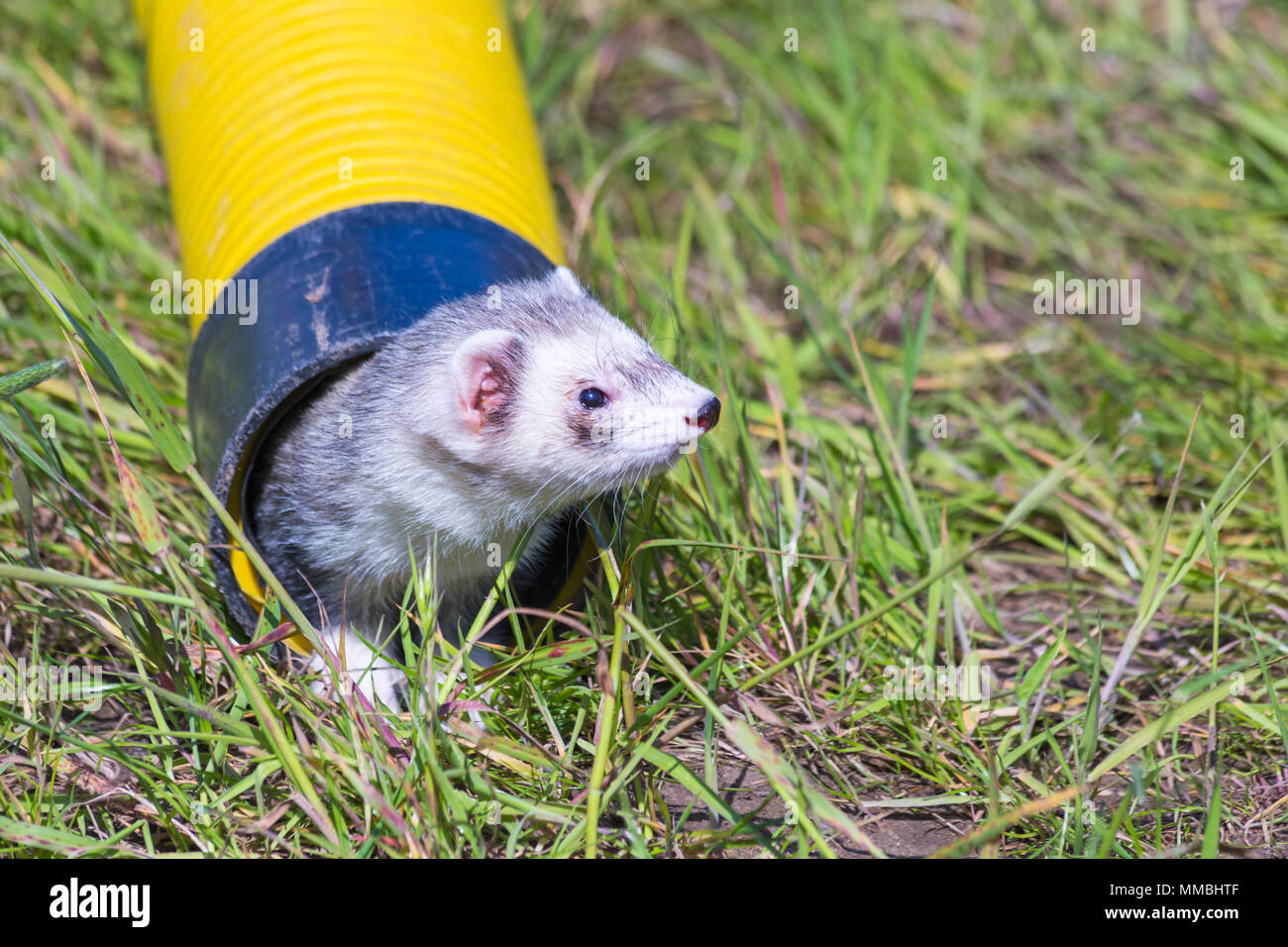 Ferret Racing at Hampshire Game & Country Fair, Netley Marsh, Hampshire ...
