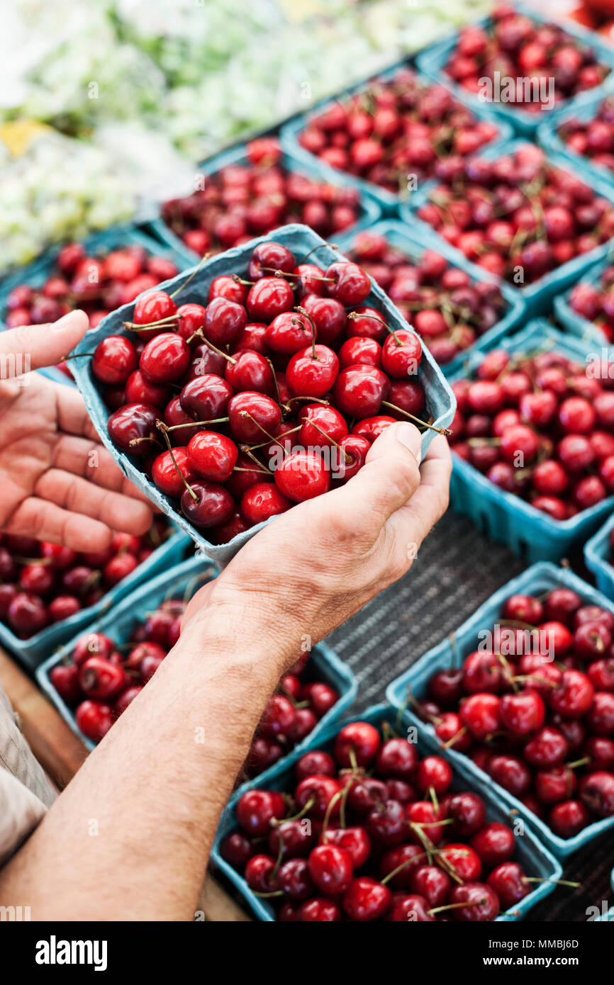 High angle close up of person holding punnet with fresh red cherries at ...