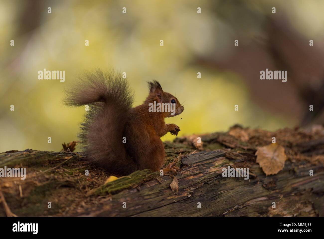 Red Squirrel portrait Stock Photo - Alamy