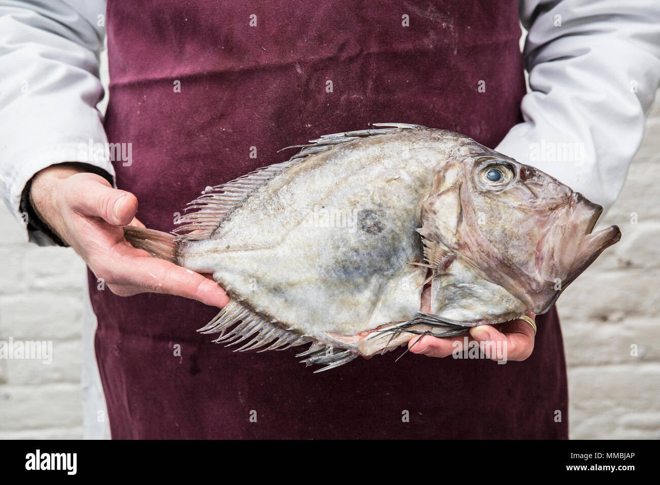 John dory fish hi-res stock photography and images - Alamy