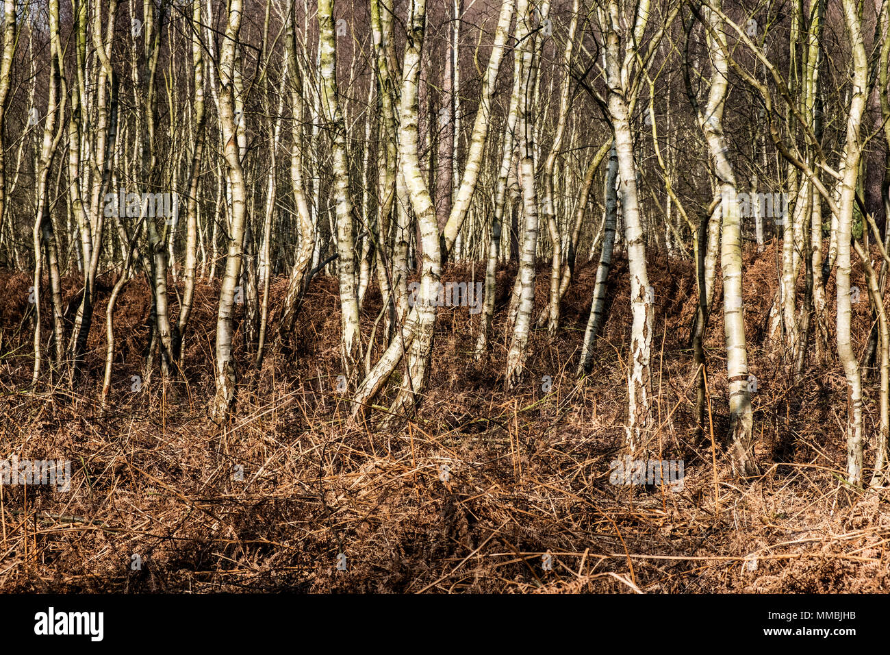Birch trees in winter hi-res stock photography and images - Alamy