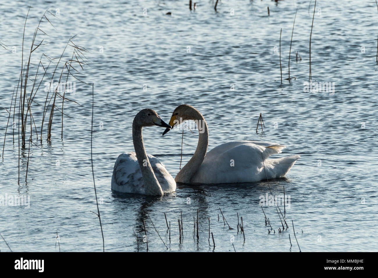 Two swans facing each other hi-res stock photography and images - Alamy