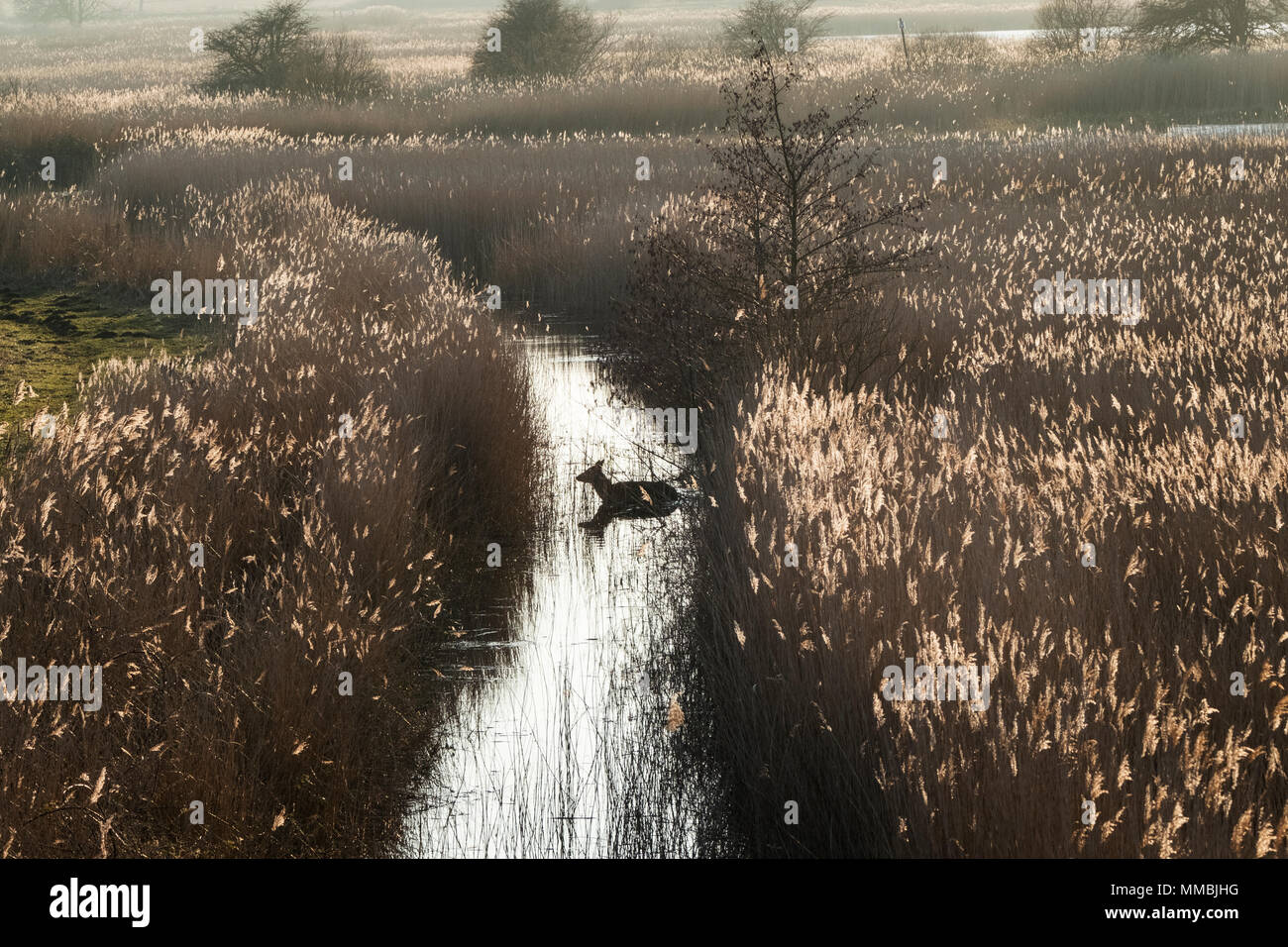 Narrow deer hi-res stock photography and images - Alamy