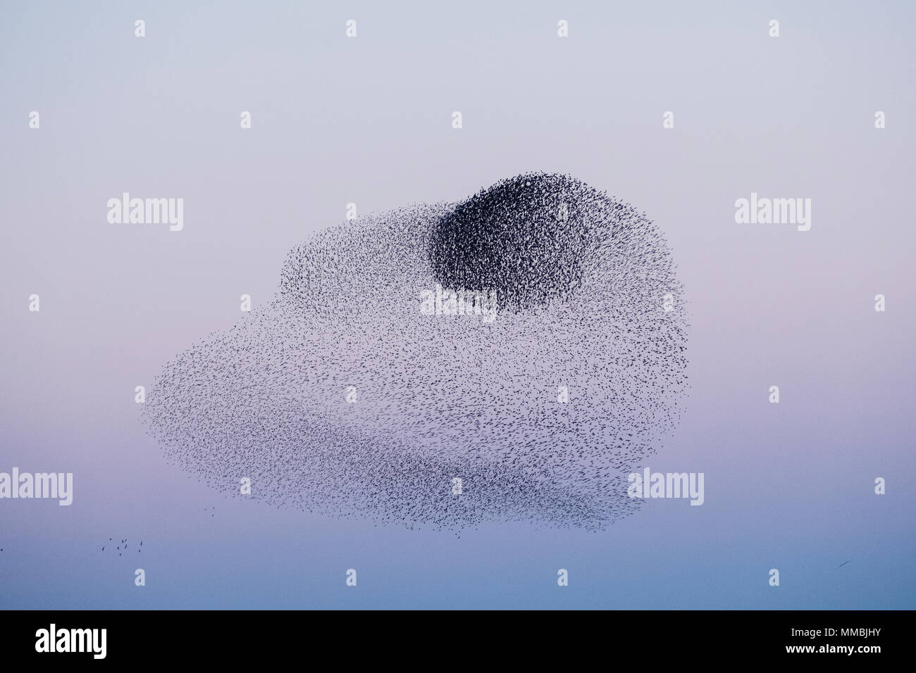 Spectacular murmuration of starlings, a swooping mass of thousands of ...