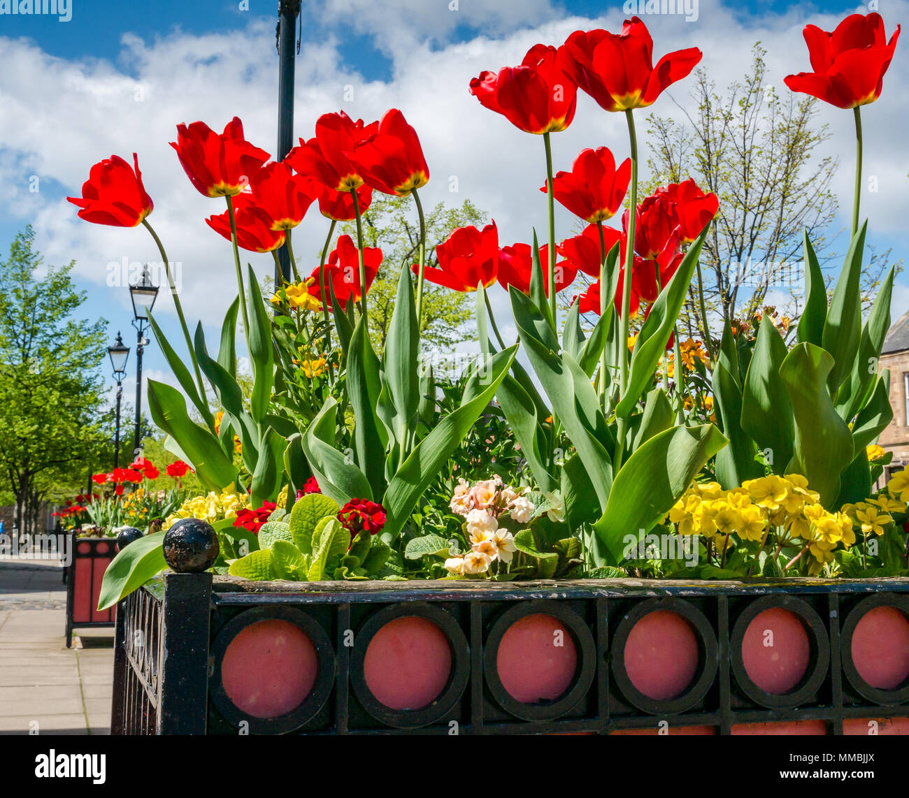 Primrose flower box hi-res stock photography and images - Alamy