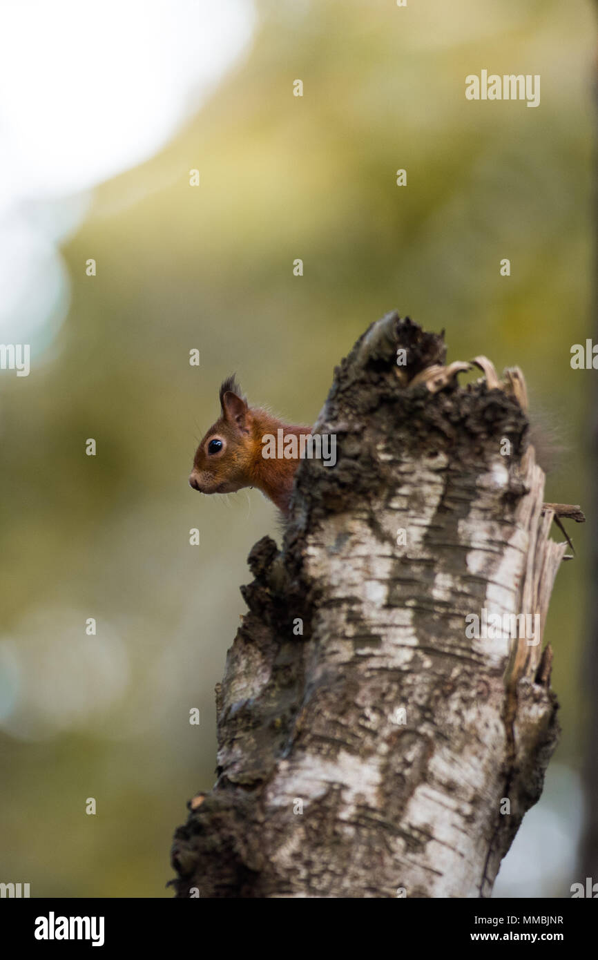 Red Squirrel portrait Stock Photo - Alamy