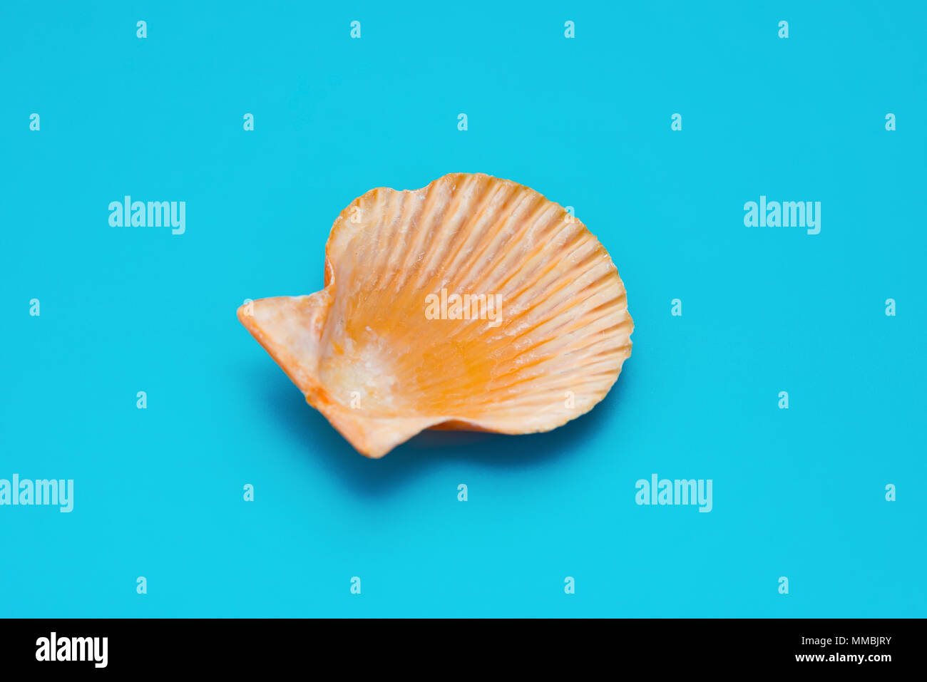 Blue Scallop Shell