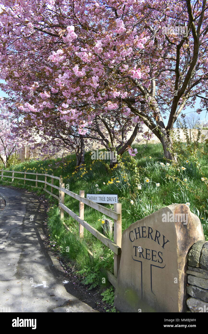 Cherry trees stock Stock Photo - Alamy