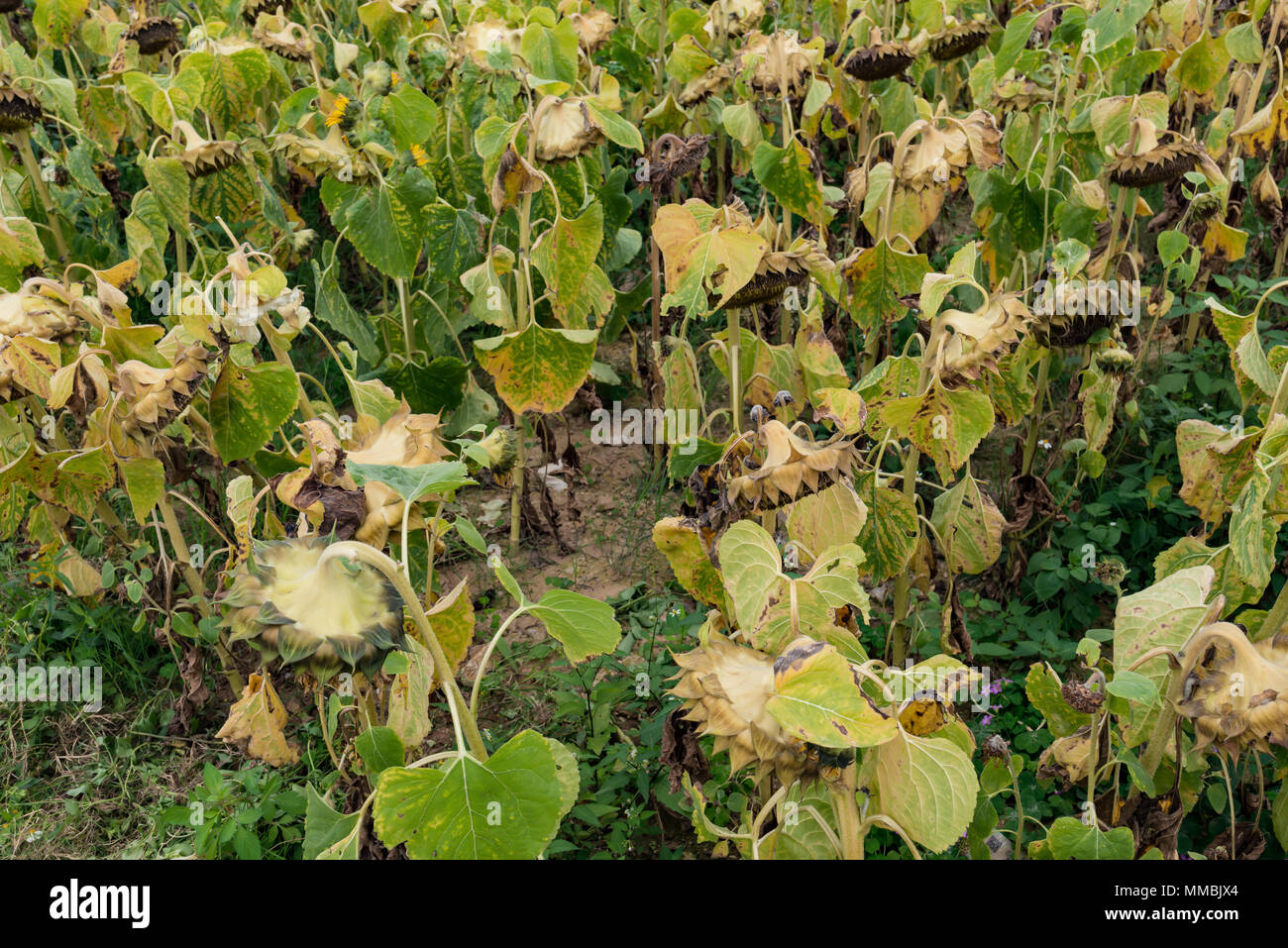 field of faded sunflowers Stock Photo - Alamy