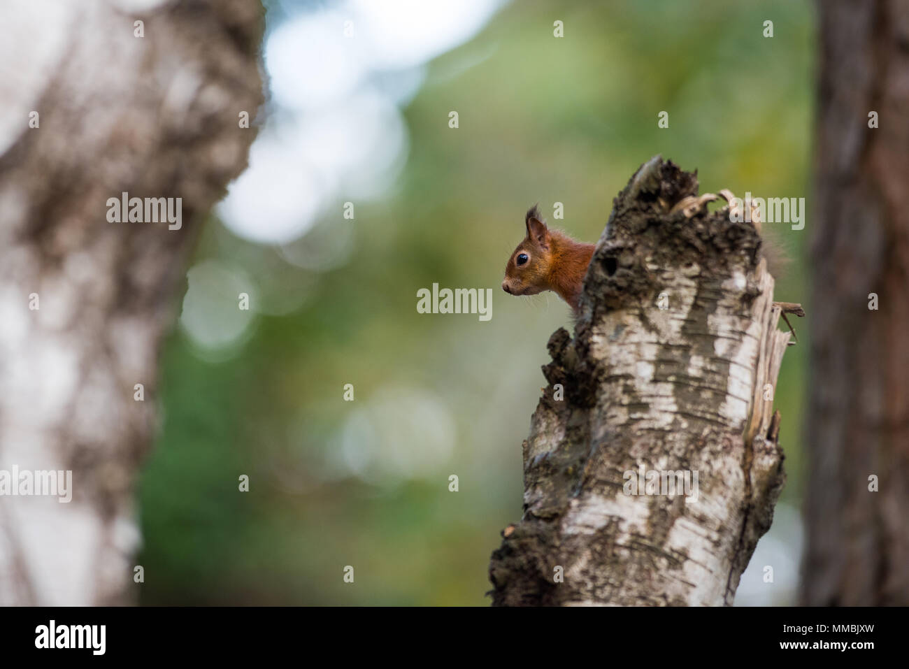 Red Squirrel portrait Stock Photo - Alamy