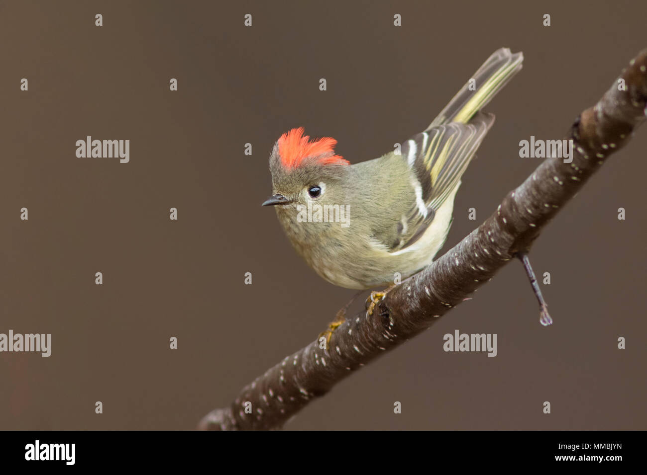 ruby-crowned kinglet (Regulus calendula Stock Photo - Alamy