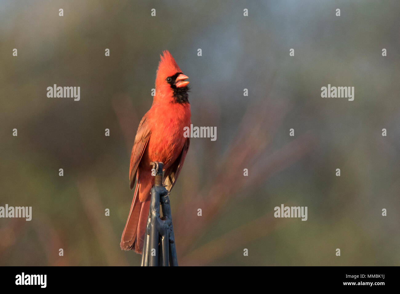 Cardinal flower bird hi-res stock photography and images - Alamy