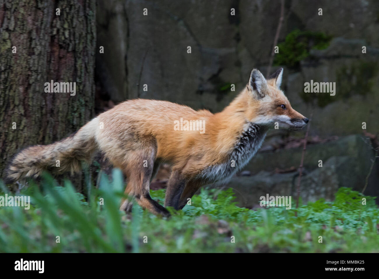 Female red fox hunting Stock Photo - Alamy