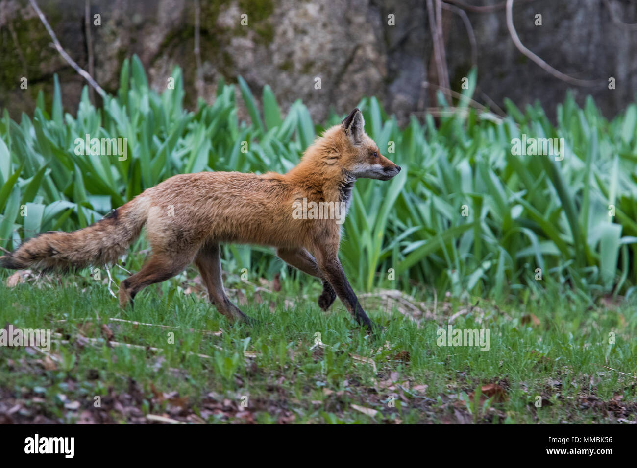 Female red fox hunting Stock Photo - Alamy