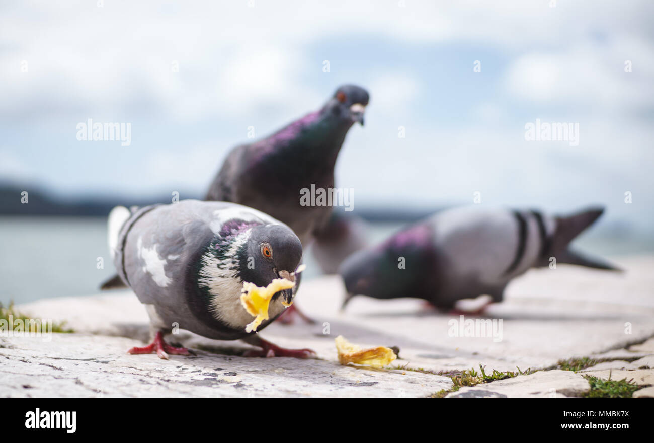 Black pidgeon hi-res stock photography and images - Alamy