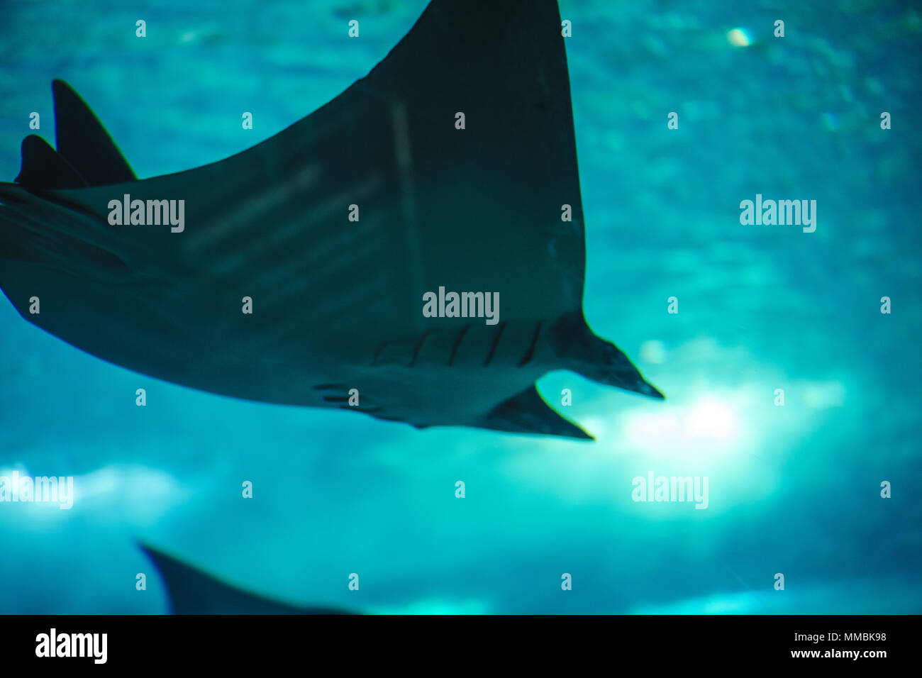 Animal deep water hi-res stock photography and images - Alamy