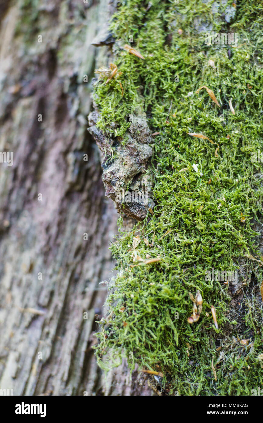 Tree bark roughness hi-res stock photography and images - Alamy