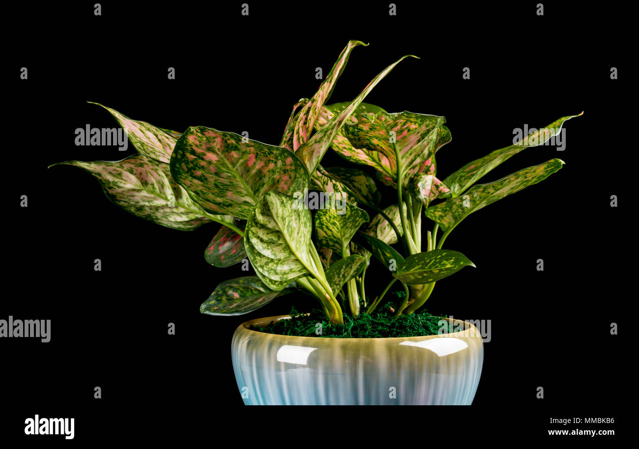 Rohdea japonica hi-res stock photography and images - Alamy