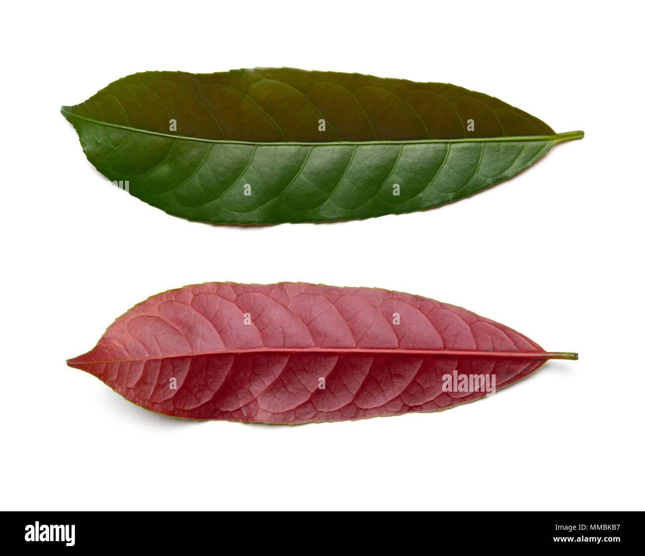 front and back of a leaf on white background Stock Photo - Alamy