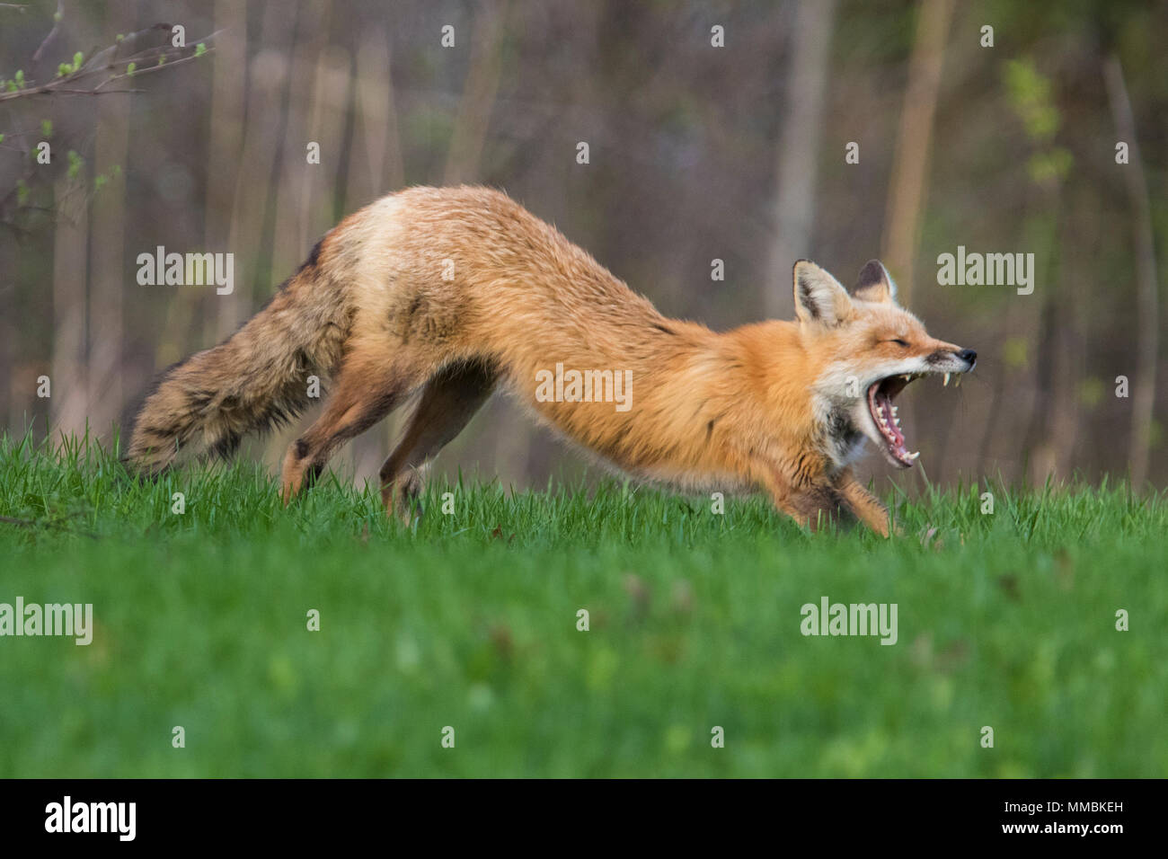 Sleepy red fox female Stock Photo - Alamy