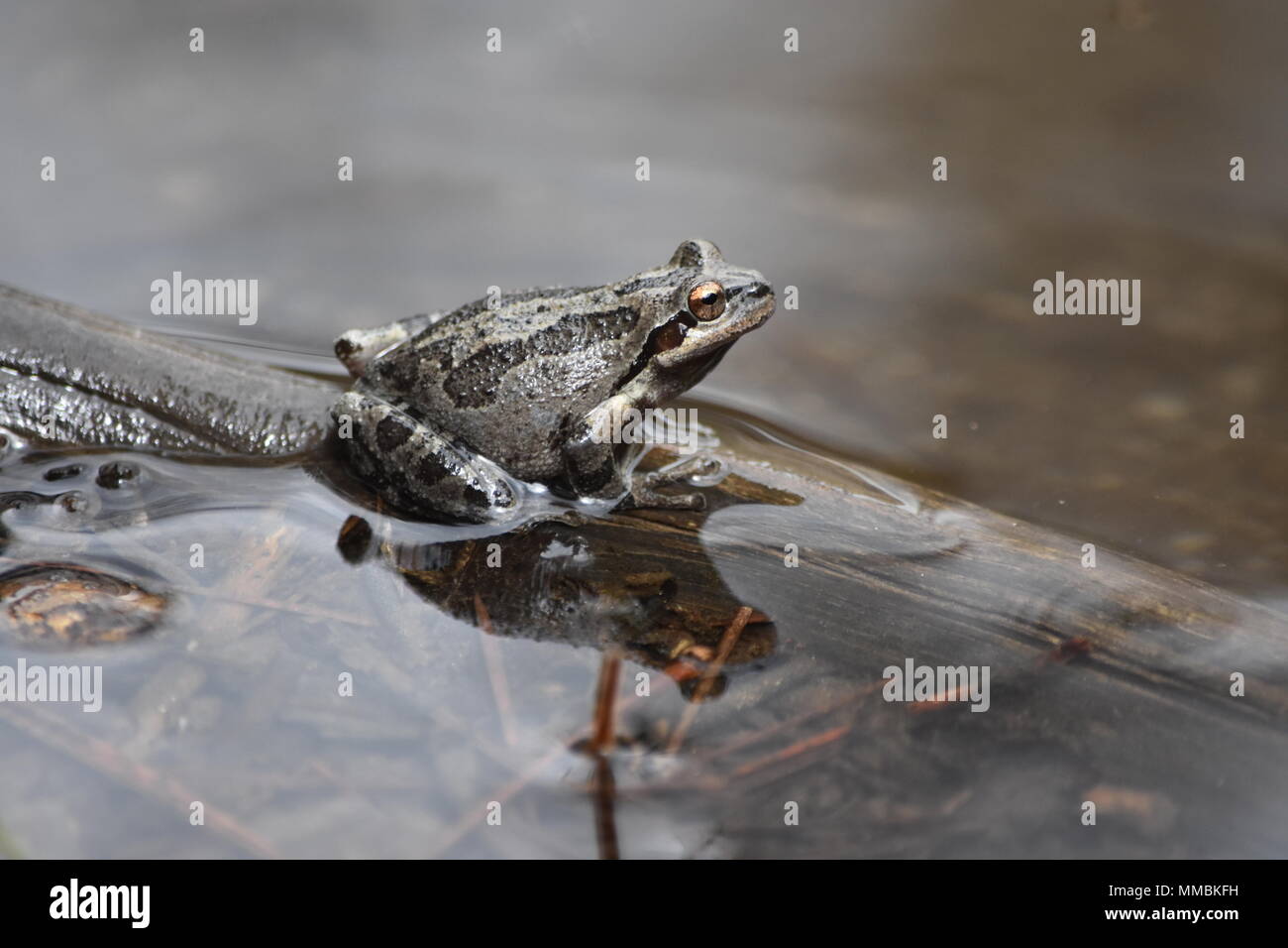 A Pacific Tree Frog relaxing on a stick in Mirror Lake in Yosemite ...