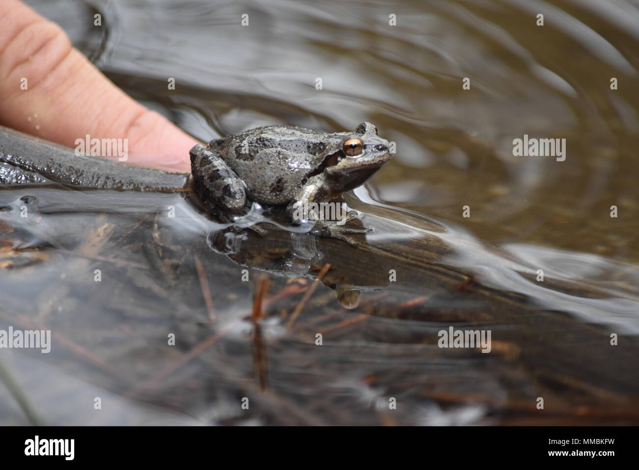 A Pacific Tree Frog, just before getting poked with a finger, on a ...